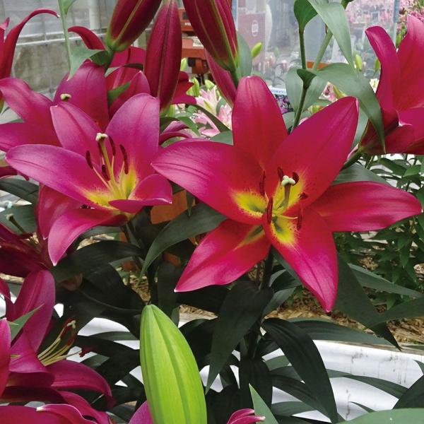 ●学名・英名：Lilium Touchstone●商品情報：鮮やかな赤花のユリ。性質強健で丈夫で育てやすいオリエンタルリリー。芳香あり。●お届け状態：球根●開花期：6-7月●草丈：高(120cm-)●耐寒性：強●日照：半日陰●栽培適地：庭・...