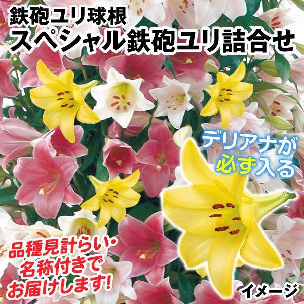 ●商品情報：人気品種：デリアナが必ず入る！鉄砲ゆり球根の詰め合わせを激安価格でご提供!!品種がたくさんあって選びきれないあなたにオススメです。●お届け状態：球根●開花期(約)：6月●耐寒性：強●日照：日なた・半日陰●栽培適地：庭・鉢・切花●...