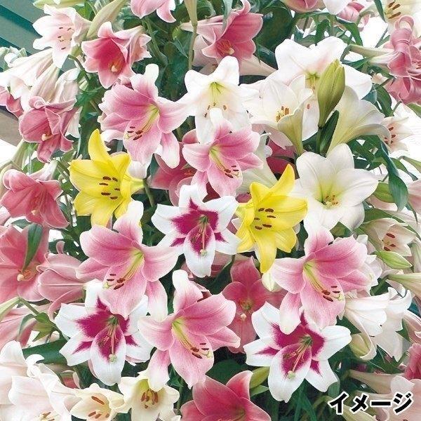 ●商品情報：人気品種：デリアナが必ず入る！鉄砲ゆり球根の詰め合わせを激安価格でご提供!!品種がたくさんあって選びきれないあなたにオススメです。●お届け状態：球根●開花期(約)：6月●耐寒性：強●日照：日なた・半日陰●栽培適地：庭・鉢・切花●...