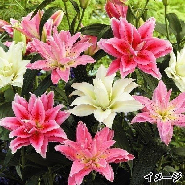 ●商品情報：茎が強く、無花粉なので切花に最適なローズリリー。ローズリリーは気品溢れる花色で、豪華な八重咲きユリです。花もちも抜群です。そんなローズリリーのお得な詰め合わせセットです。品種見計らい・名称付きでお届けします。●お届け状態：球根●...