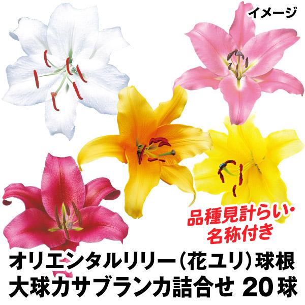●商品情報：カサブランカシリーズの中から品種おまかせで20球を名称付きでお届け。品種見計らいです。●お届け状態：球根(球周:18cm以上)●開花期：6〜7月●草丈：80〜120cm●耐寒性：強●日照：半日陰●栽培適地：庭・鉢・切花●注意事項...