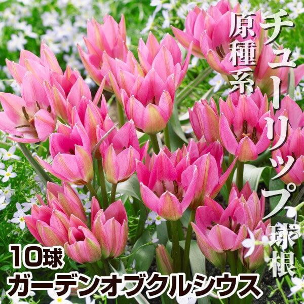 ●学名・英名：Tulipa Garden of Clusius●商品情報：一般的な交配種のチューリップより性質が強く、2〜3年植えっぱなしでもOKな原種系チューリップ。濃桃色花弁の弁底に白が入る可愛らしいチューリップ。1球から複数の花が咲き...