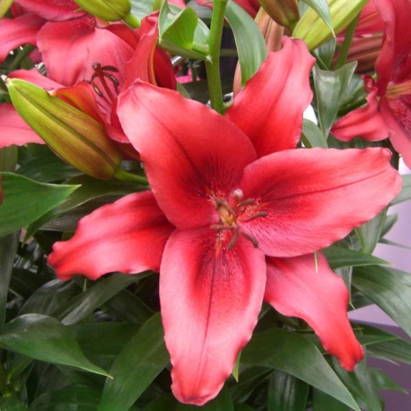 ●学名・英名：Lilium Orfeo●商品情報：鮮やかな色と上向きの花姿が美しいTAハイブリッドユリ！●お届け状態：球根●開花期：6月●草丈：中(80-120cm)●耐寒性：強●日照：日なた●栽培適地：庭・鉢・切花●注意事項：※商品画像は...