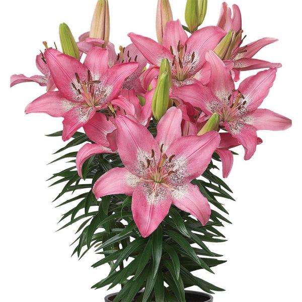 ●学名・英名：Lilium Trendy Nicosia●商品情報：コンパクトで鉢植えにも向き、ベランダ栽培にぴったりな草丈のユリ。●お届け状態：球根●開花期：6月●草丈：40-50cm●耐寒性：強●日照：日なた●栽培適地：庭・鉢・切花●注...