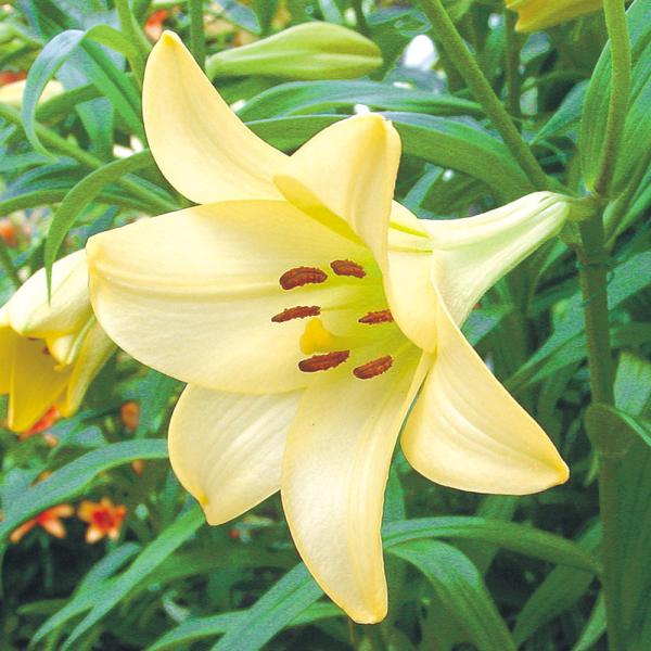 ●学名・英名：Lilium Deliana●商品情報：珍しい黄色の鉄砲ユリの大銘花! 良い香りがします。●お届け状態：球根●開花期：6月●草丈：中(80-120cm)●耐寒性：強●日照：日なた・半日陰●栽培適地：庭・鉢・切花●注意事項：※商...