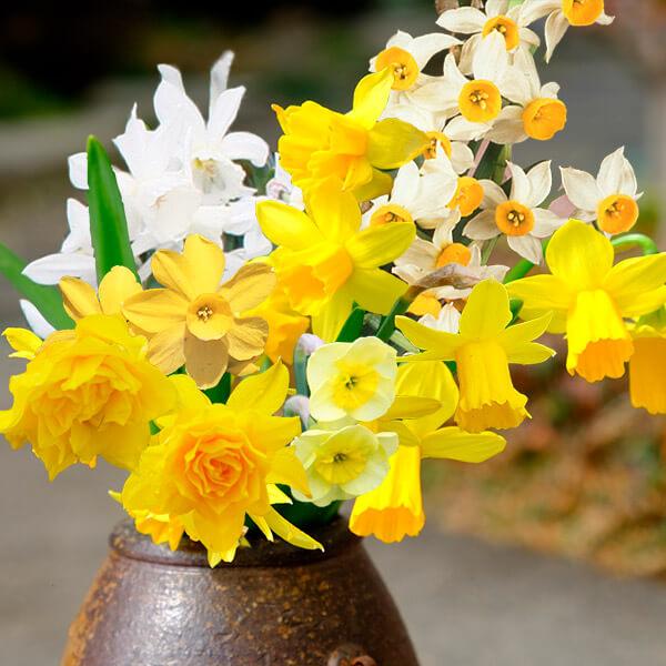 ●学名・英名：Narcissus●商品情報：水仙の球根の中から小輪系の品種をお届けします! 驚きの安さの水仙ミックス販売。どんな水仙が咲くかはお楽しみ♪スイセンは育てやすく、植えっぱなしでも栽培でき、初心者にもおすすめです。●お届け状態：球...