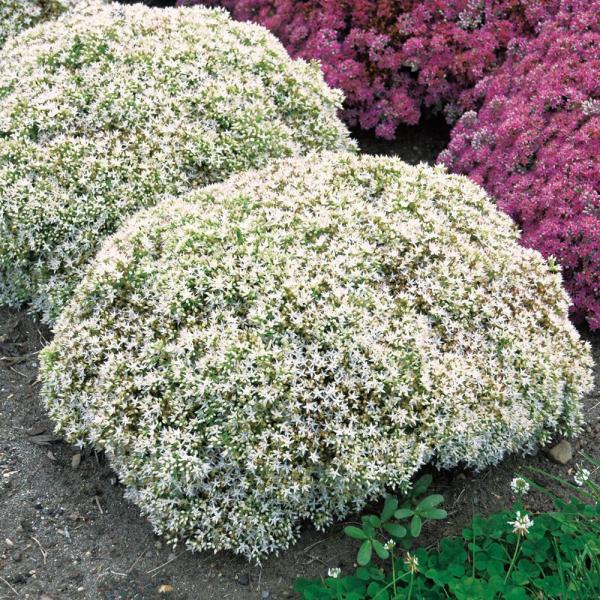 ●商品情報：耐寒性・耐暑性抜群のハイブリッドセダム!!時期によって花や葉の色が様変わりする姿を観賞することができ、初夏には多肉質の葉を楽しめます!強健で乾燥にも強く生育旺盛で、大きくドーム状に育つ株にたくさんの花が咲きこぼれます。●お届け状...