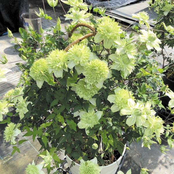 ●商品情報テッセンの枝替わり。咲き始めはグリーンで、咲き進むにつれ徐々に白に変わります。豪華な万重咲きで、毎年大人気のクレマチス。   ●お届け状態9cmポット苗   ●分類多年草   ●開花期5〜9月   ●草丈つる性   ●日照日なた・...