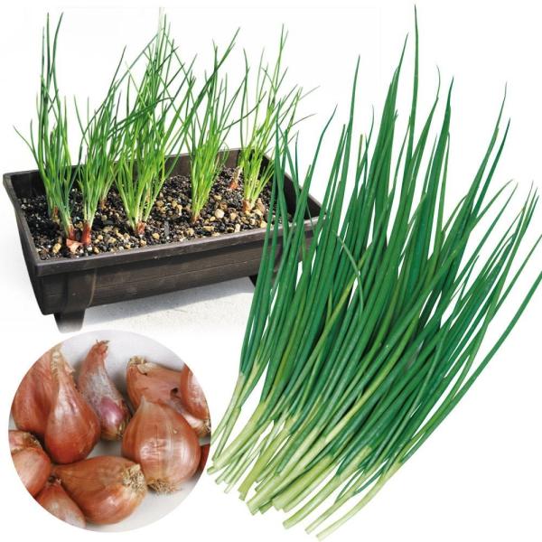●商品情報：15〜25℃ほど気温があれば、なんと植え付けから3〜4週間ほどで収穫可能となるスピード野菜!! プランターでも栽培でき、3〜10月の間はいつでも収穫可能なので、植えておいて必要な時にそのつど収穫することができてとっても便利です。...