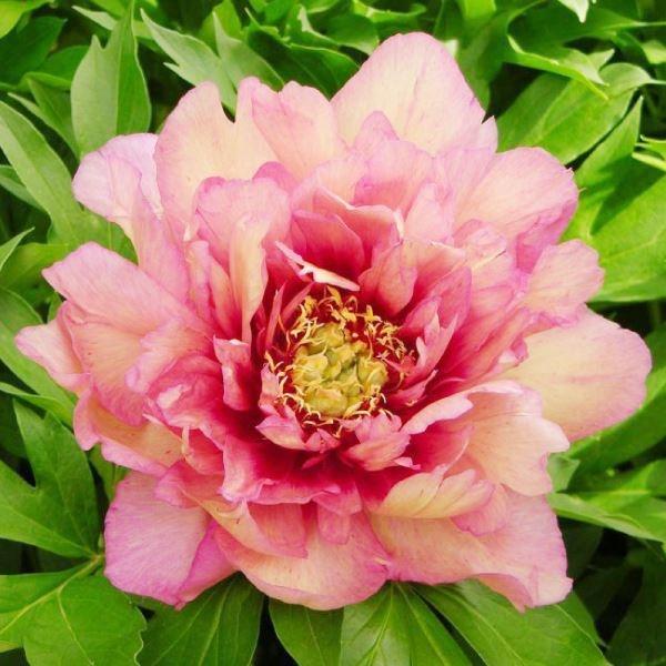 ●商品情報：パステルカラーの花色は、水彩画のようなグラデーションで美しい。花もち・花立ちの良い八重咲きです。芍薬と牡丹それぞれのいいところをとったハイブリッド芍薬は、地際部分が木質化して伸びた茎が風などで倒れにくく、株姿は形よく整います。花...