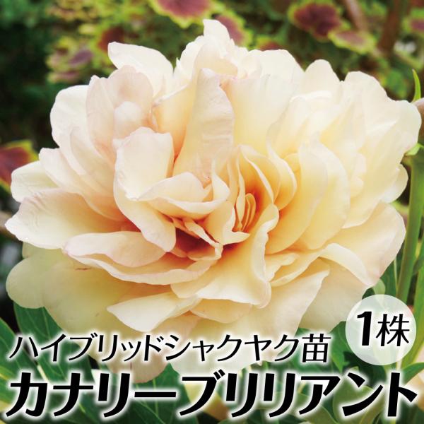 ●商品情報：受咲きで花立ち良く、花色は栽培環境で赤やクリーム色が強くなります。芍薬と牡丹それぞれのいいところをとったハイブリッド芍薬は、地際部分が木質化して伸びた茎が風などで倒れにくく、株姿は形よく整います。花色も豊富で切花におすすめの芍薬...