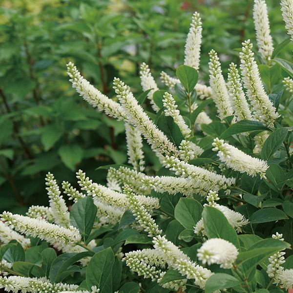●商品情報：花茎が丈夫で天に向かって花穂を伸ばすイテア！しっぽのような花穂には白い小花が密集して咲き、秋には紅葉する葉も楽しめます。耐陰性が高く、半日陰や日陰でも育てられる低木です。品種登録出願中：SMNIVMM☆この商品は、10月下旬〜発...