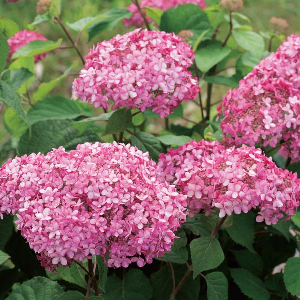 ●商品情報：通常のピンクのアナベルに比べて花色が濃くなり、茎が太く、倒伏しにくいアジサイ！咲き終わると緑色に変化します。地域を選ばず育てられる。登録名：NCHA2☆この商品は、10月下旬〜発送開始の秋の予約苗です。●お届け状態：挿木1年生1...