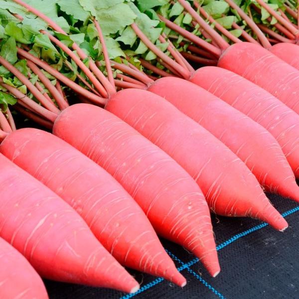 ●商品情報：歯切れ良く旨い！ 赤皮ミディ大根。鮮やかな紅色の外皮と、純白の果肉のコントラストが美しい！ 肉質緻密で歯切れがよく、サラダや漬物に最適。草姿は立性で密植栽培も可能です。晩抽性でトウ立ちしにくく、秋と春にまけます。●根長（約）：1...