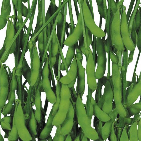 ●商品情報：播種後約85日で収穫できる中早生品種。茶豆風味で甘味強く、とっても美味！ 着莢数が多い豊産性で、嬉しい大莢です。（登録名：GLYSB1020）※海外持出禁止品種(公示(農水省HP)参照）●早晩生：中早生●お届け状態：種子●入り数...