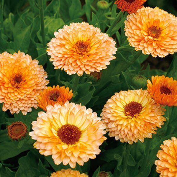 ●商品情報:鮮やかな花色が人気●お届け状態:種●分類:1年草●開花時期：翌3〜6月●開花期:春●草丈:60cm●発芽適温:20℃●栽培適地:庭・鉢・切花※種子の粒数はおおよその目安を記載しております。実際の粒数とは多少差異がありますのでご了...