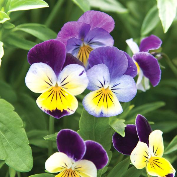●商品情報:陽気な三色●お届け状態:種●分類:1年草●開花期:2〜6月●草丈:15cm●発芽適温:15〜20℃●栽培適地:庭・鉢※種子の粒数はおおよその目安を記載しております。実際の粒数とは多少差異がありますのでご了承下さい。また、粒の形状...