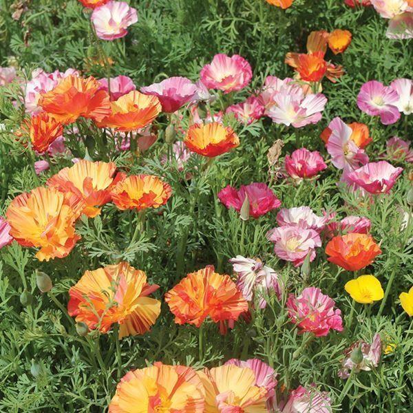 ●商品情報:一重、半八重〜八重の豪華なポピーミックス●お届け状態:種●分類:1年草●開花期:初夏●草丈:70cm●発芽適温:15〜20℃●栽培適地:庭・鉢・切花※種子の粒数はおおよその目安を記載しております。実際の粒数とは多少差異があります...