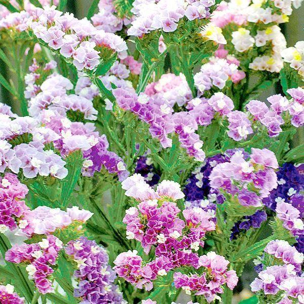 ●商品情報:とっても華やか●お届け状態:種●分類:1年草●開花期:7〜9月●草丈:80cm●発芽適温:20℃●栽培適地:庭・鉢・切花※種子の粒数はおおよその目安を記載しております。実際の粒数とは多少差異がありますのでご了承下さい。また、粒の...