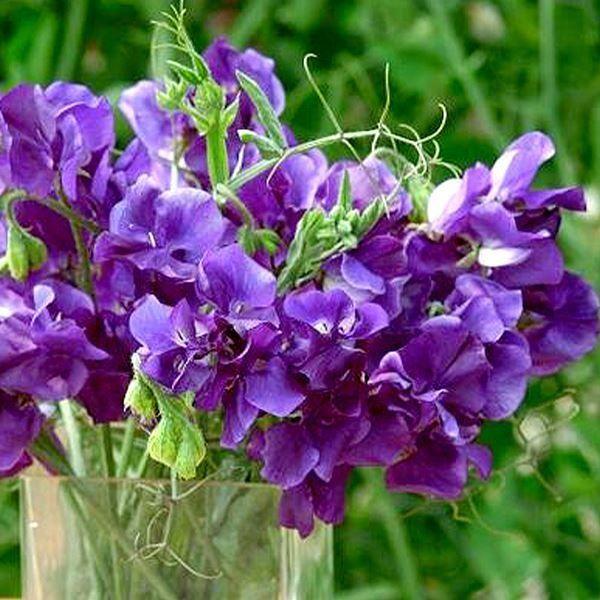 ●商品情報:神秘的な花色●お届け状態:種●分類:1年草●開花期:4〜6月●草丈:つる性●発芽適温:15〜20℃●栽培適地:庭・鉢・切花※種子の粒数はおおよその目安を記載しております。実際の粒数とは多少差異がありますのでご了承下さい。また、粒...