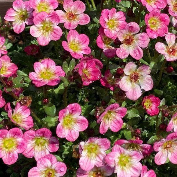 ●商品情報:可憐でかわいい●お届け状態:種●分類:多年草●開花期:4〜5月●草丈:10cm●栽培適地:庭・鉢※種子の粒数はおおよその目安を記載しております。実際の粒数とは多少差異がありますのでご了承下さい。また、粒の形状・大きさは、採種地の...