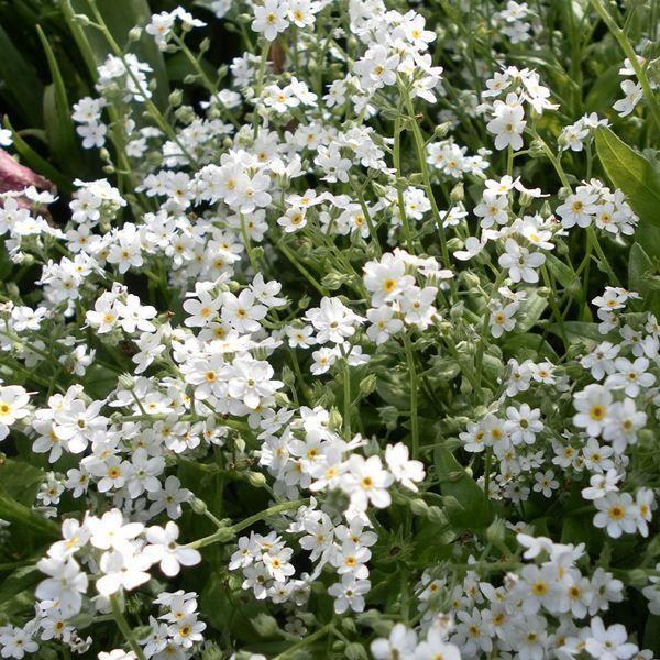 ●商品情報:小さい白い花●お届け状態:種●分類:2年草●開花期:春●草丈:20cm●発芽適温：15〜18℃●栽培適地:庭・鉢※種子の粒数はおおよその目安を記載しております。実際の粒数とは多少差異がありますのでご了承下さい。また、粒の形状・大...