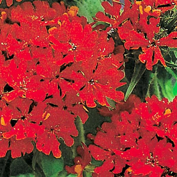 ●商品情報:作りやすい多年草●お届け状態:種●分類:多年草●開花期:5〜7月●草丈:60cm●発芽適温：15〜20℃●栽培適地:庭・鉢・切花※種子の粒数はおおよその目安を記載しております。実際の粒数とは多少差異がありますのでご了承下さい。ま...