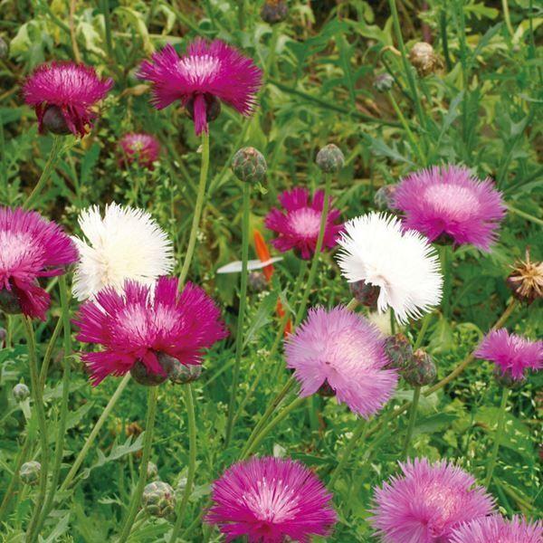 ●商品情報:細かい花びらが特長的●お届け状態:種●分類:多年草●開花期:4〜7月●草丈:65cm●栽培適地:庭・鉢・切花※種子の粒数はおおよその目安を記載しております。実際の粒数とは多少差異がありますのでご了承下さい。また、粒の形状・大きさ...