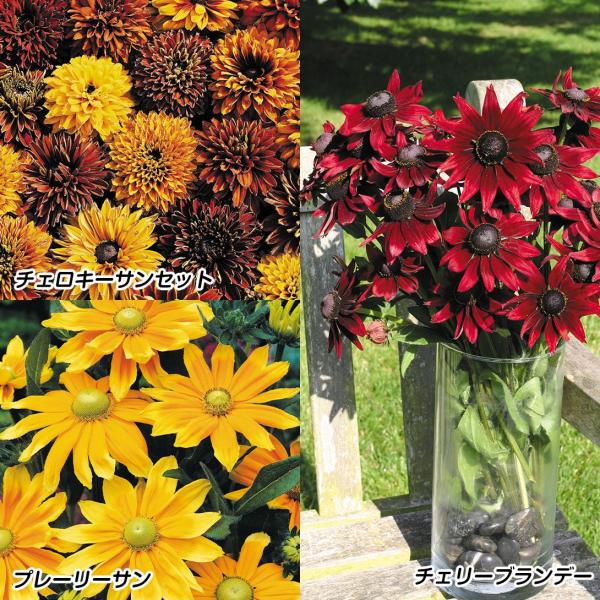 セット内容チェロキーサンセット・プレーリーサン・チェリーブランデー/各1袋●商品情報：華やかなルドベキア3種セット●お届け状態:種●分類:1年草●開花期:4〜6月●草丈:プレーリーサン・チェロキーサンセット：50cm　　　 チェリーブランデ...