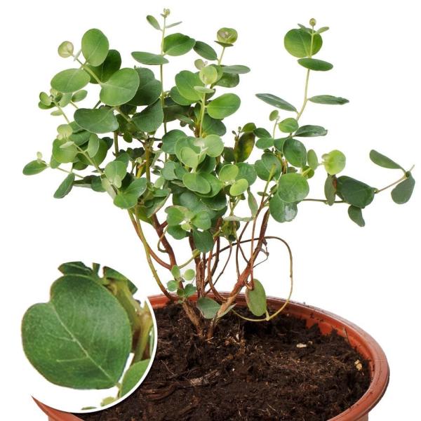 ●商品情報:ハート形の葉っぱが可愛い!コンパクトにまとまり、寄せ植えや切花に。●お届け状態:種●分類:常緑樹●発芽適温：20℃●栽培適地:庭・鉢・切枝※種子の粒数はおおよその目安を記載しております。実際の粒数とは多少差異がありますのでご了承...