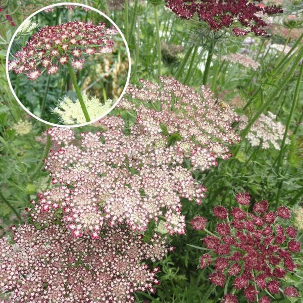 ●商品情報:褐色のレース状の花がお洒落で、咲き進むと白→ピンク→暗赤→白に花色が変化!●お届け状態:種●分類:1年草●開花期:6〜8月●草丈：80〜100cm●発芽適温：15〜20℃●栽培適地:庭・鉢・切花※種子の粒数はおおよその目安を記載...