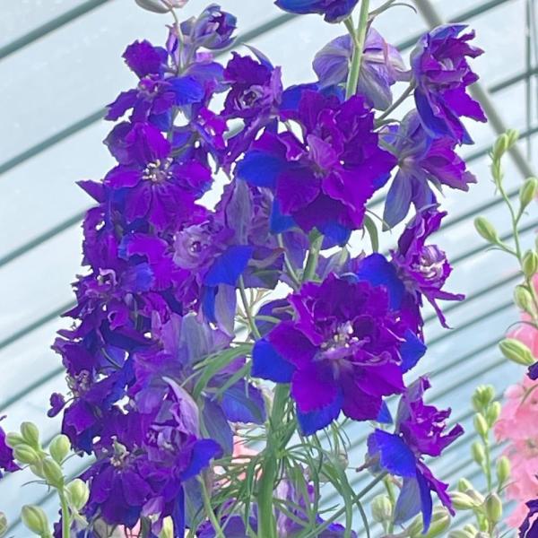 ●商品情報:鮮やかな紫色と、千鳥のような花姿が素敵。●お届け状態:種●分類:1年草●開花期:5〜7月●草丈：80〜120cm●発芽適温：15〜20℃●栽培適地:庭・鉢・切花※種子の粒数はおおよその目安を記載しております。実際の粒数とは多少差...
