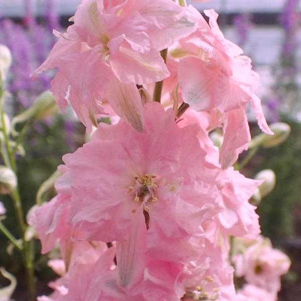●商品情報:花弁はピンク色で、外側の花弁の先端に若干緑色がのる。ブーケやアレンジのアクセントとして!●お届け状態:種●分類:1年草●開花期:5〜7月●草丈：80〜120cm●発芽適温：15〜20℃●栽培適地:庭・鉢・切花※種子の粒数はおおよ...