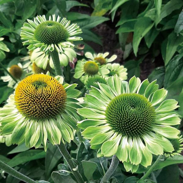 ●商品情報:人気が高い緑花!!蒔き時期によっては1年目に開花する優れ物です。●お届け状態:種●分類:多年草●開花期:6〜9月●草丈：50〜70cm●発芽適温：20℃●栽培適地:庭・鉢※種子の粒数はおおよその目安を記載しております。実際の粒数...