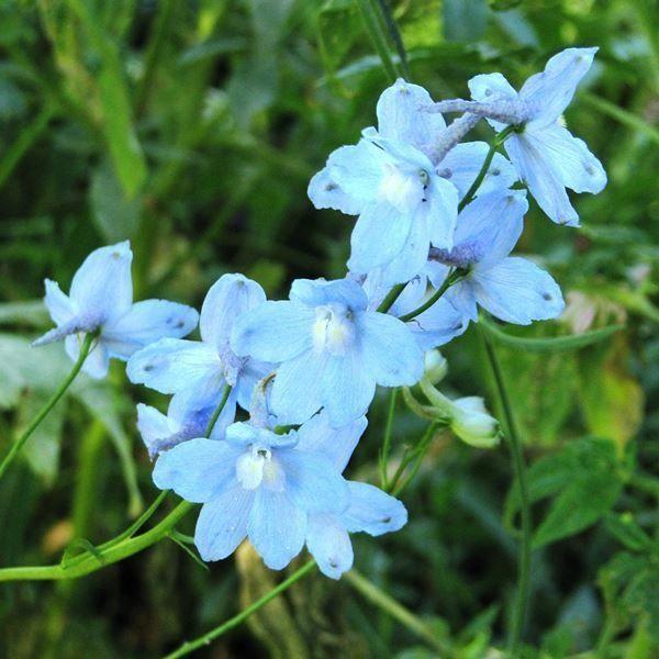 ●商品情報：華やかな花弁が人気のベラドンナ系一重咲きデルフィニウム。よく分枝し、切花としても大活躍。●お届け状態:種●分類:1年草●開花時期：5〜7月●草丈：30〜120cm●発芽適温：15℃●栽培適地:庭・鉢・切花※種子の粒数はおおよその...