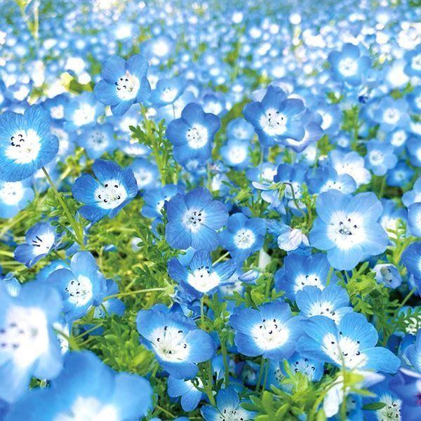 ●商品情報:いっせいに花を咲かせた様子は空色の絨毯のよう！育てやすく人気！●お届け状態:種●分類:1年草●開花期:4〜5月●草丈:10cm●発芽適温:15〜20℃●栽培適地:庭・鉢※種子の粒数はおおよその目安を記載しております。実際の粒数と...