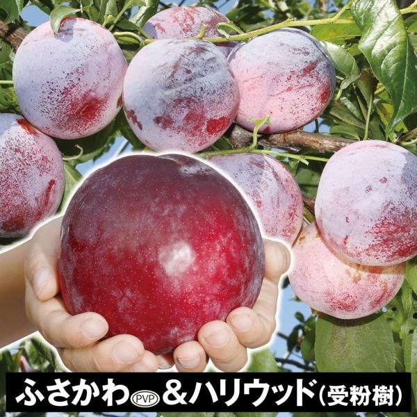 ●セット内容：ふかさわPVP　1株、ハリウッド　1株●商品情報：最大300g(平均200g)を超える桃のように大きな赤肉晩生スモモ。爽やかな酸味と最高糖度21度にもなる甘さで、食べ応え抜群! 果肉と種は剥がれやすく、雨による裂果が少なく栽培...