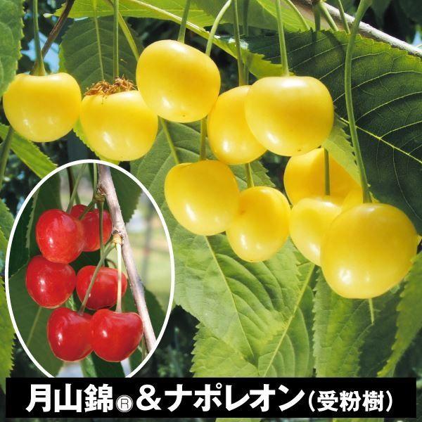 ●セット内容：月山錦(R)　1株、ナポレオン　1株●商品情報：月山錦(青葉台)とナポレオン(受粉樹)のセット商品です。月山錦：非常に珍しい黄金サクランボ!! 酸味が殆どない極甘果(糖度20〜24度)で、しかも大果(12〜15g)となる人気品...