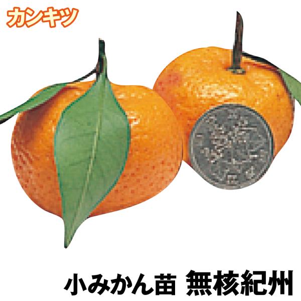 ●商品情報：タネが無いからそのままパクっと一口で食べられる！果重約30ｇの小みかん。お届け状態：接木1年生ポット苗●分類：常緑樹●樹高(約)：2.5〜3ｍ●収穫期(約)：12月●日照条件：日なた●耐寒性：中●栽培適地：庭・鉢●栽培のポイント...