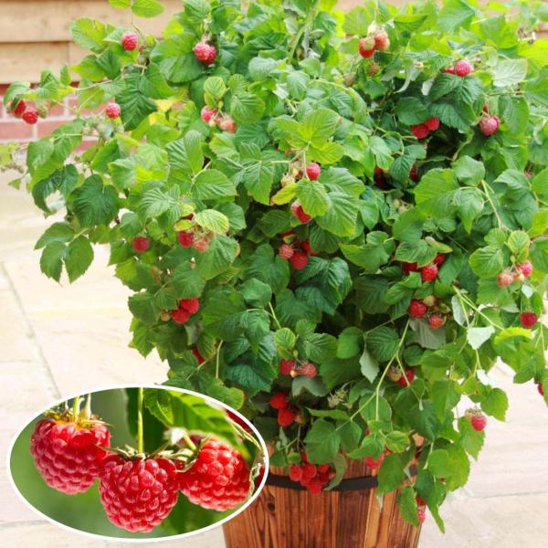●商品情報：矮性トゲなしラズベリー!!  株が暴れやすいラズベリーの中で、樹高1m以下とコンパクトにまとまり支柱がなくとも管理しやすく、鉢植えに最適! トゲがないのも嬉しい家庭菜園にピッタリの品種です。果重3〜5g。●お届け状態：挿木1年生...