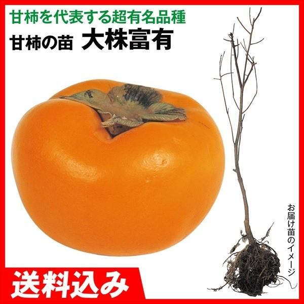 ●商品情報実付きまでが早い、大株でのお届け!!日本一有名な甘柿。果重約200g。●お届け状態接ぎ木2〜3年生24cmポット苗●分類落葉樹完全甘柿(タネの有無に関係なく甘くなる甘柿のこと。)●生長後の樹高(約)：2.5〜3m●実の収穫期(約)...