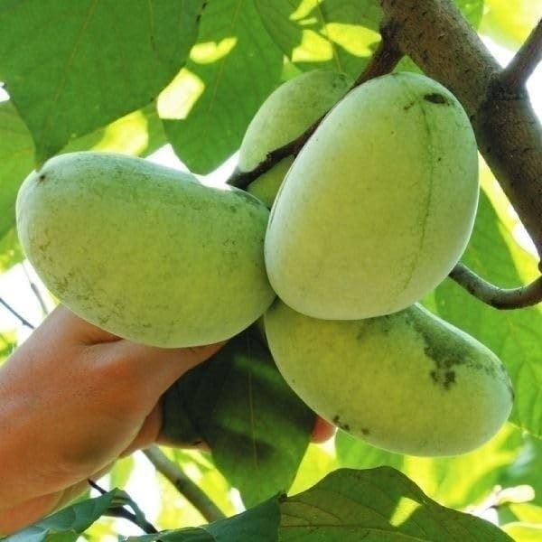 ●商品情報：果重約340gになる大玉品種。濃厚で甘い果肉はなめらかにとけ食感抜群。種の割合が少なく食べやすい! 他品種より直立性が高いです。【ポポー】マンゴー+プリン+バナナ風味のとろ〜り甘い果肉が絶品。美味しいだけでなく、美しい樹形も楽し...