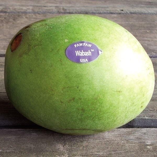 ●商品情報：なめらかで甘く、香り豊かで旨い!  丸みを帯びた果実は最大340gと大きめ。種も少なめで食べやすい豊産性! 【ポポー】マンゴー+プリン+バナナ風味のとろ〜り甘い果肉が絶品。美味しいだけでなく、美しい樹形も楽しめ、放任でもきれいな...