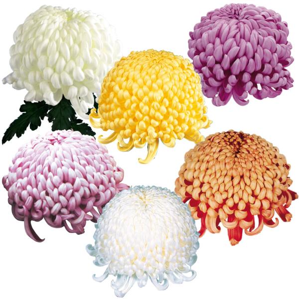 セット内容国華萬進 1芽国華吉兆 1芽国華大日 1芽国華福徳 1芽国華大社 1芽国華越山 1芽●商品情報：大人気の厚物のお得なセット!!●お届け状態 ：6cmポット苗(1ポット1芽入り)●花形：多年草●耐寒性：強●日照：日向●開花期：秋●大...