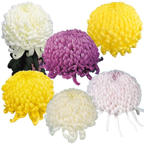 セット内容国華三谷 1芽国華理想 1芽国華八坂 1芽国華男山 1芽国華理想郷 1芽国華由季 1芽●商品情報：大人気の厚物のお得なセット!!●お届け状態 ：6cmポット苗(1ポット1芽入り)●花形：多年草●耐寒性：強●日照：日向●開花期：秋●...