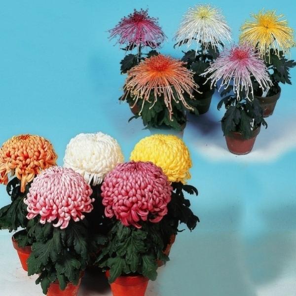 ●商品情報大菊で最もコンパクトな仕立て方の福助作りは約30cmの草丈に大人の顔ほどの巨大花を咲かせ、とっても豪華！場所をとらずベランダで楽しめるので初心者にもオススメ。厚物3種(赤系・白系・黄系)＆管物3種(赤系・白系・黄系)を品種見計らい...