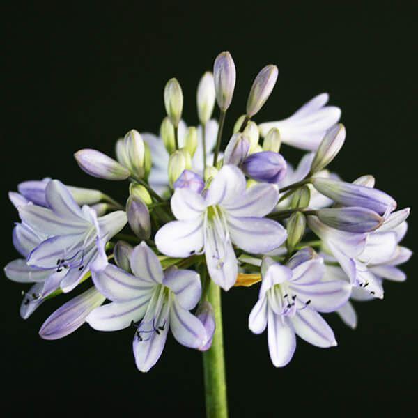 ●学名・英名：Agapanthus cv.‘Mori no Yasuragi’●商品情報：優しい藤色の花を咲かせるアガパンサスは、思わずうっとりしてしまう美しさです。花径約13cm。ユリ科。●お届け状態：裸苗●花期(約)：夏●草丈(約)：1...