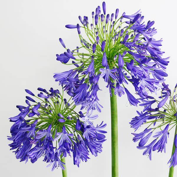 ●学名・英名：Agapanthus cv.‘Purple Ball’●商品情報：名前の通り、紫色の花をまん丸に咲かせるアガパンサス。存在感抜群!! 花径約16cm。ユリ科。●お届け状態：裸苗●花期(約)：夏●草丈(約)：90〜110cm●耐...