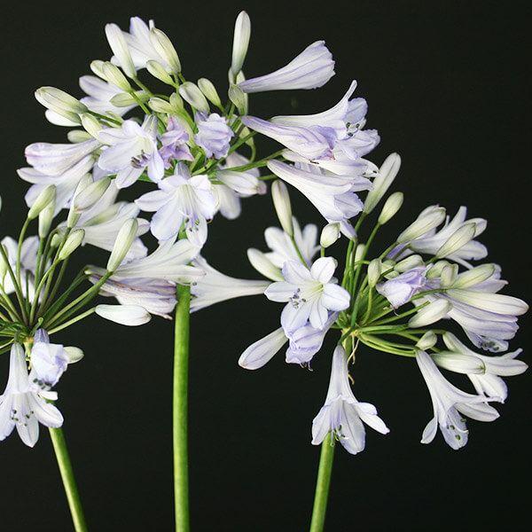 ●学名・英名：Agapanthus cv.‘Garden Parasol’●商品情報：やや下向きに花を咲かせる清楚なアガパンサス。 花径約11cm。ユリ科。●お届け状態：裸苗●花期(約)：夏●草丈(約)：100〜120cm●耐寒性：強●日照...