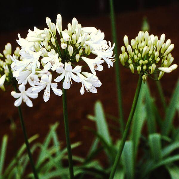 ●学名・英名：Agapanthus cv.‘June Bride’●商品情報：まるで純白の花嫁のような美しさを誇るアガパンサス。切花にするととってもステキ!!  花径約15cm。ユリ科。●お届け状態：裸苗●花期(約)：夏●草丈(約)：50〜...